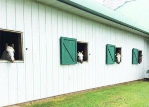 About Us - Fox Hollow Farm - Fox Hollow Farm - Washington NC